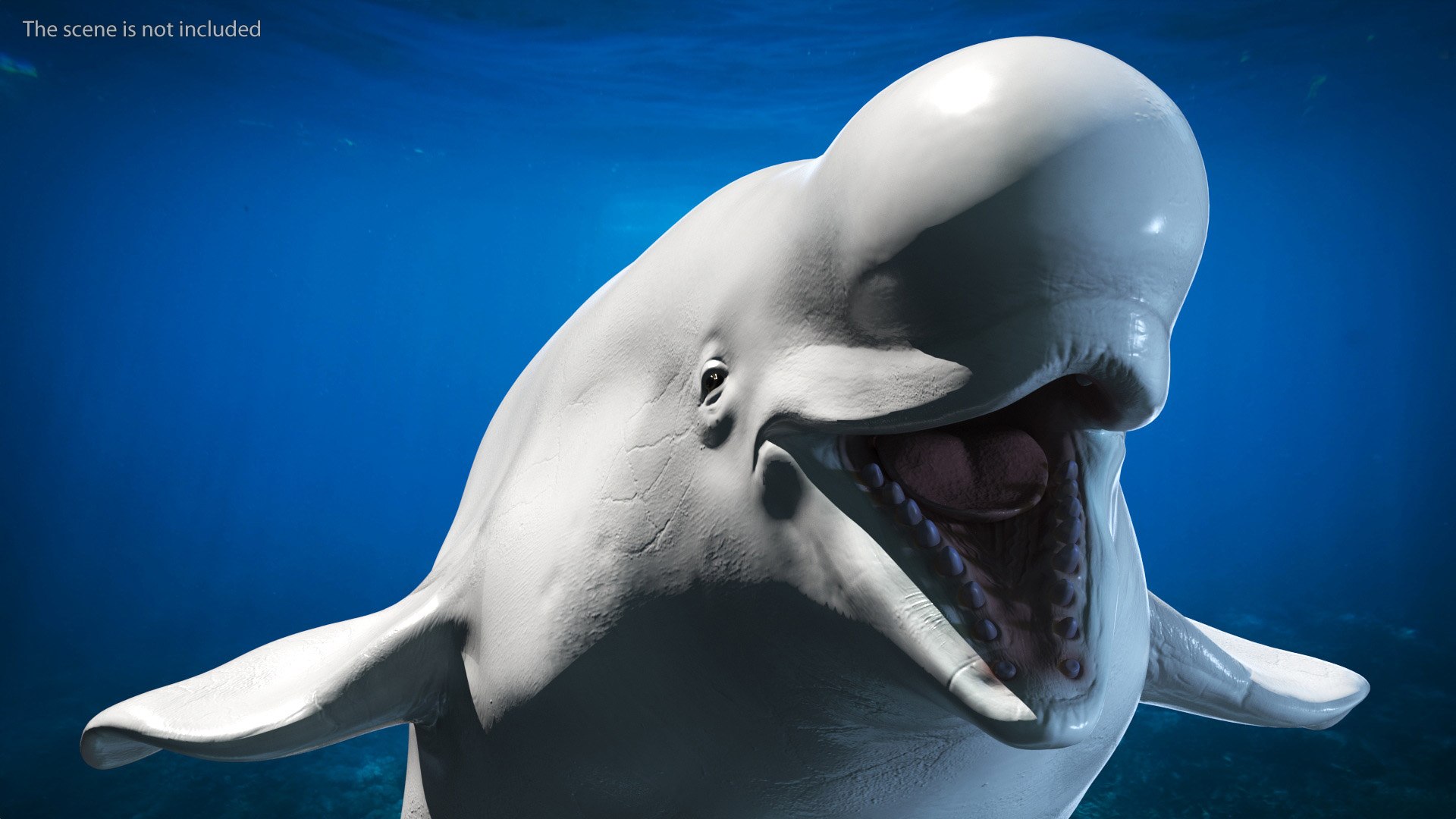 Beluga Whale Adult Rigged For Cinema 4D Model - TurboSquid 2052666