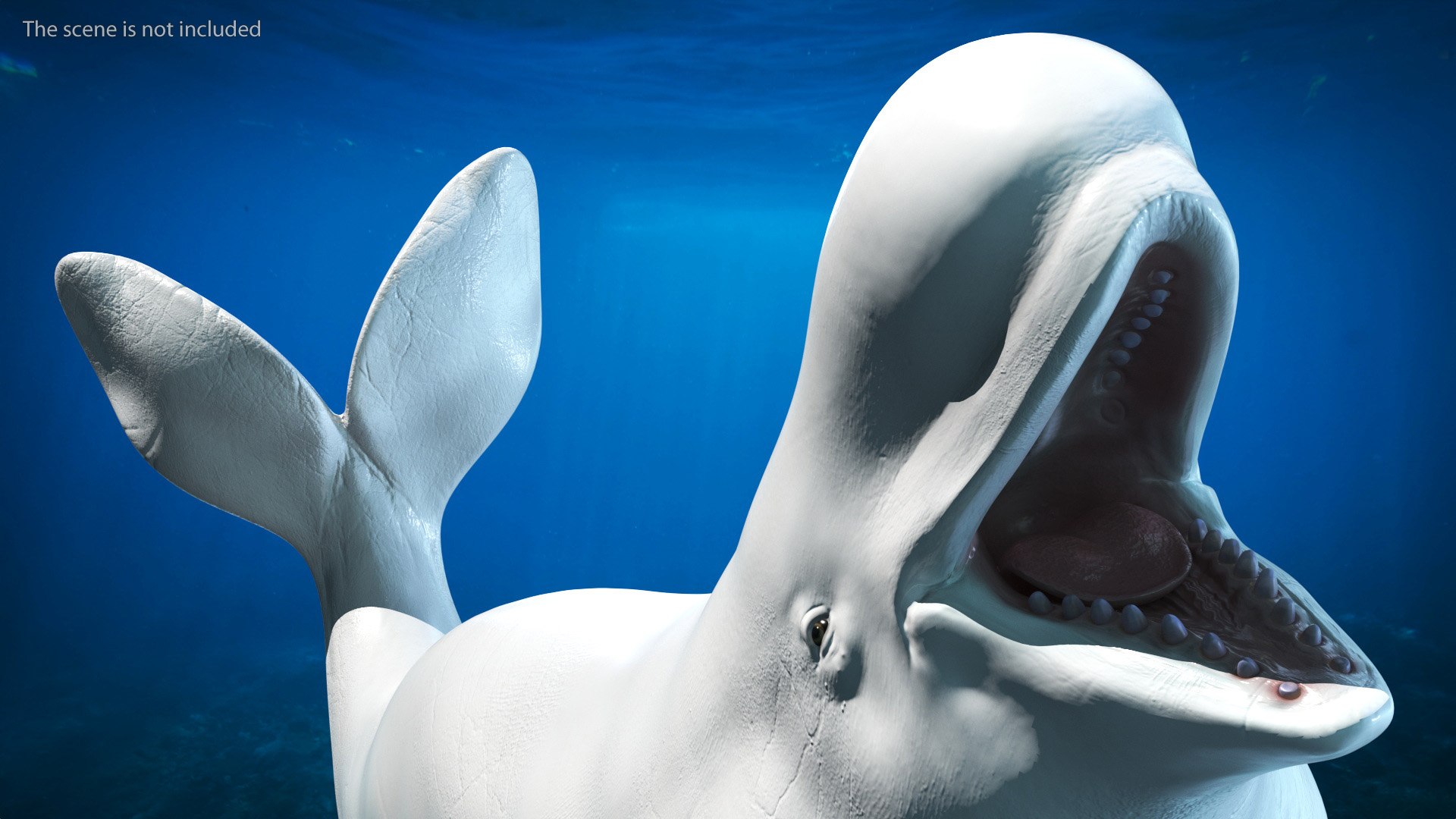 Beluga Whale Adult Rigged For Cinema 4D Model - TurboSquid 2052666