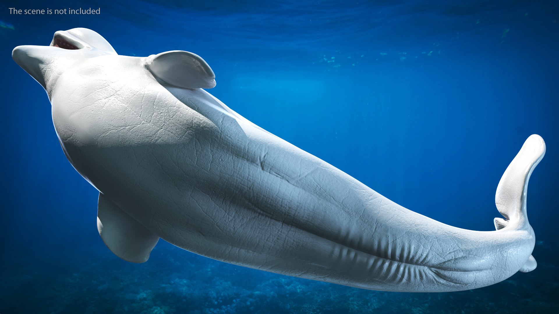 Beluga Whale Adult Rigged For Cinema 4D Model - TurboSquid 2052666