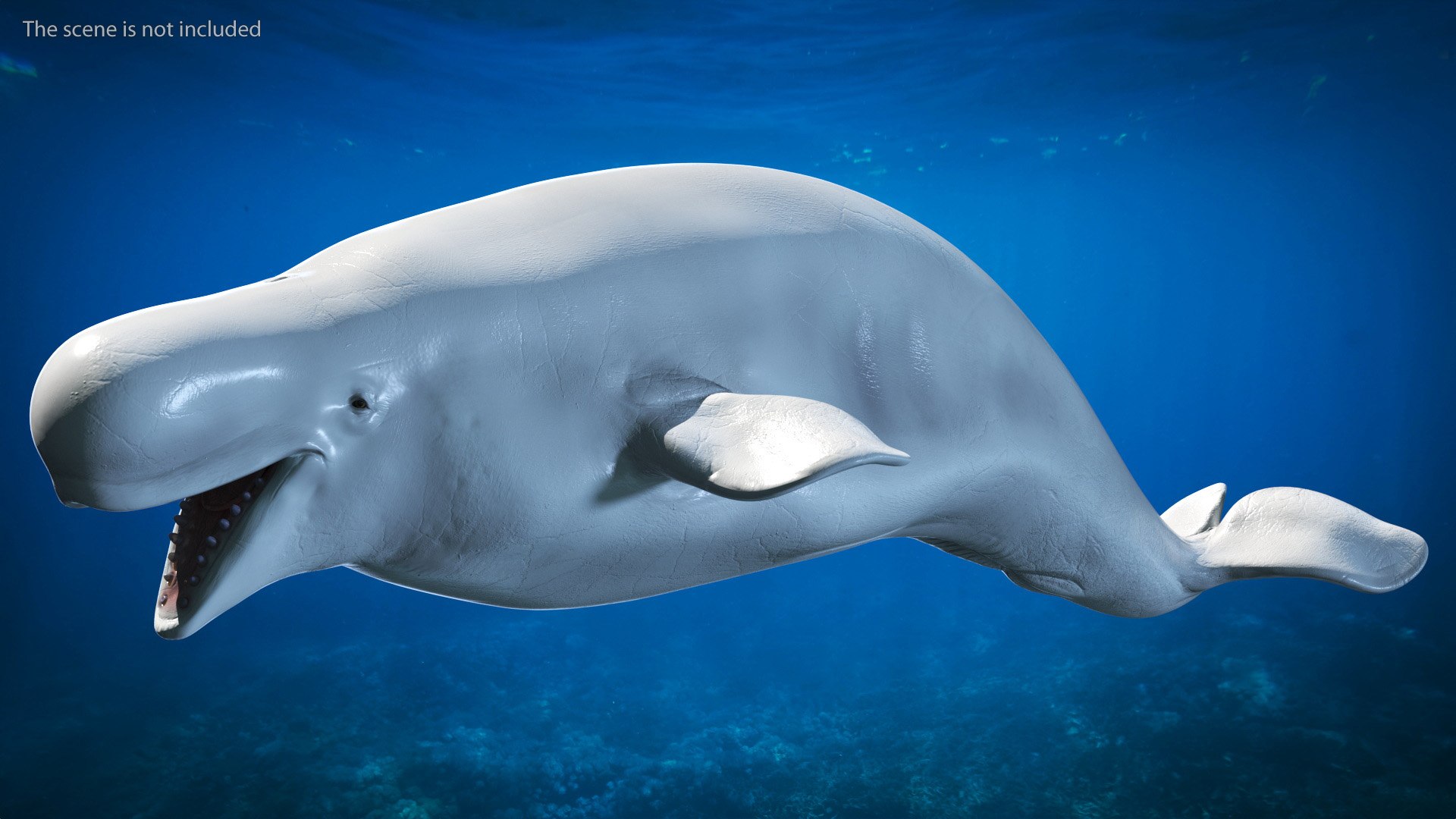Beluga Whale Adult Rigged For Cinema 4D Model - TurboSquid 2052666