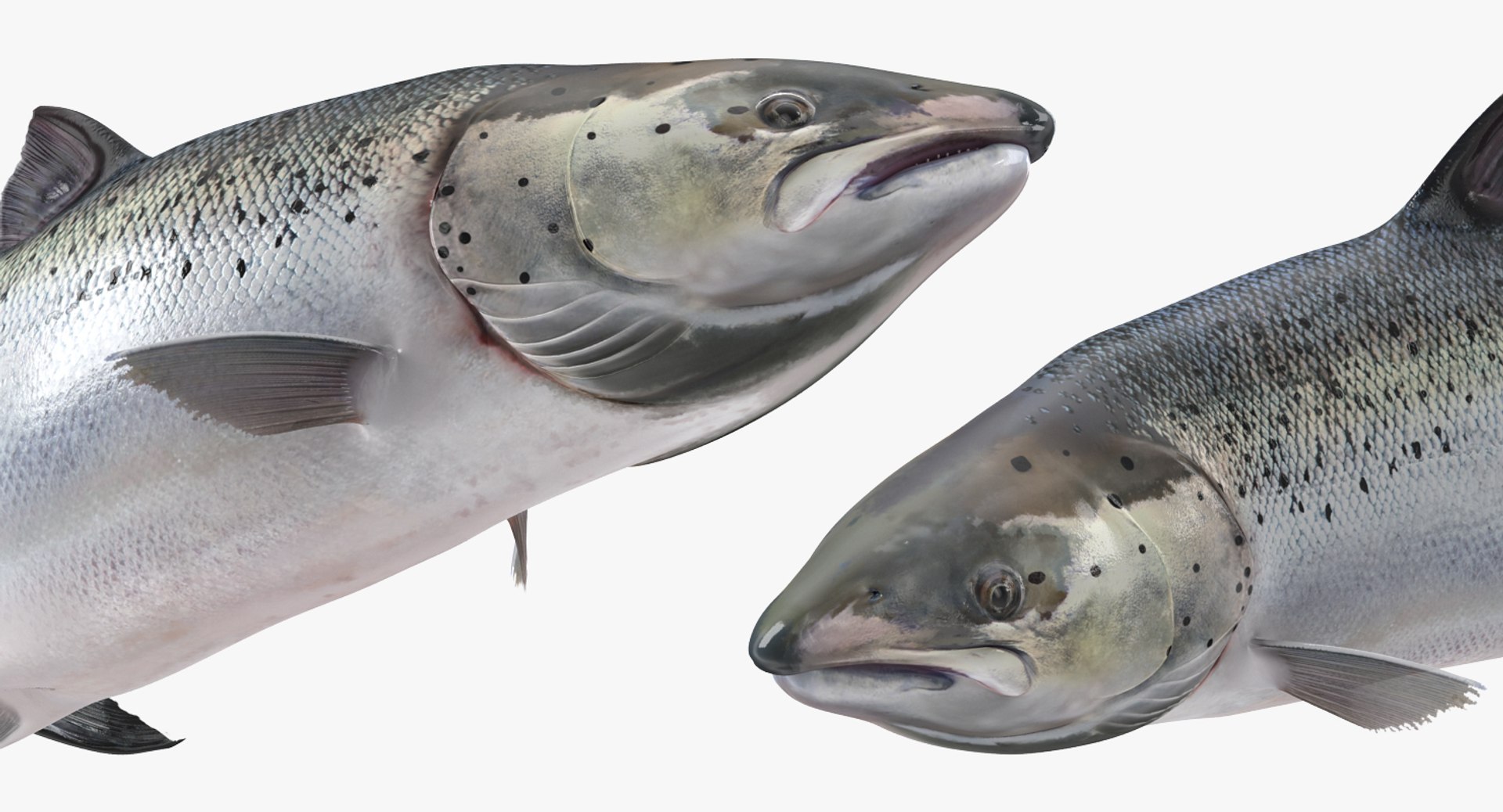3d Atlantic Salmon Fish Swimming Model