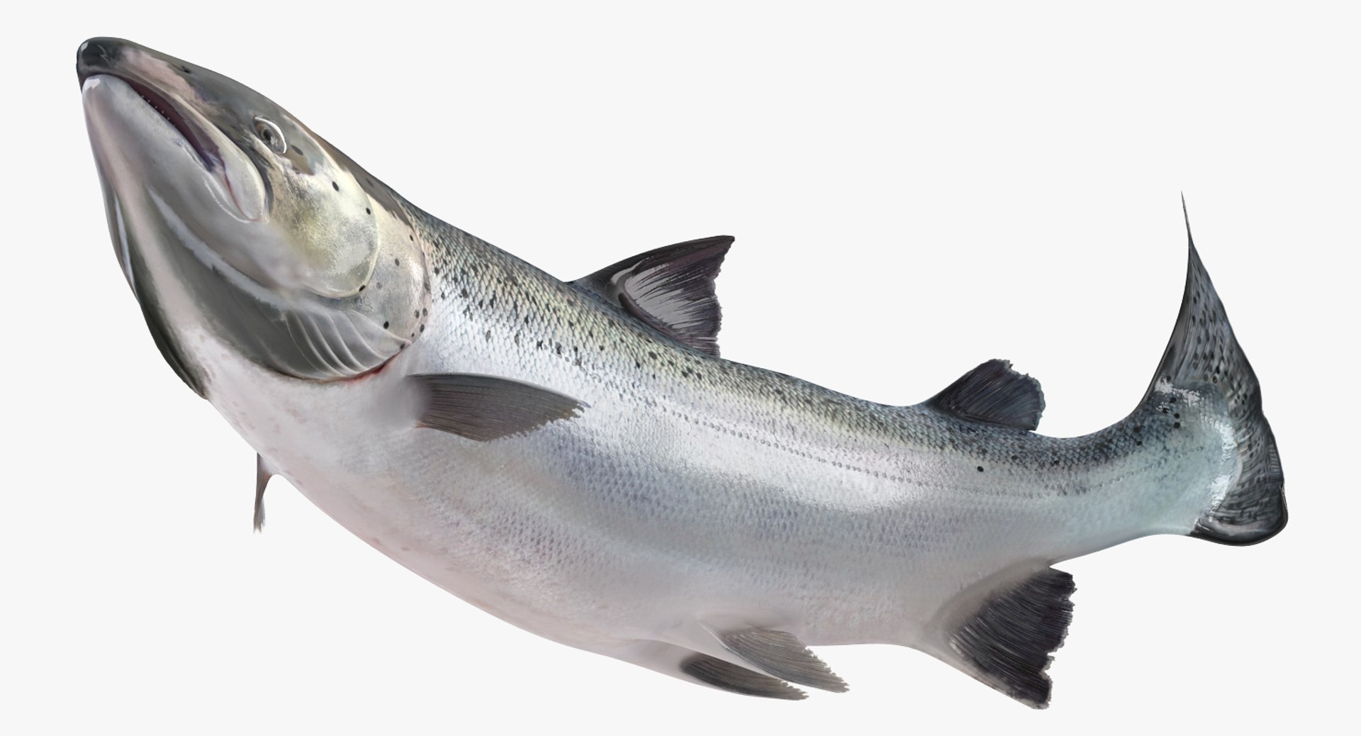 3d Atlantic Salmon Fish Swimming Model