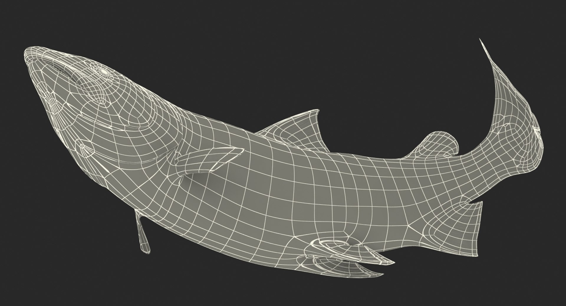 3d atlantic salmon fish swimming model