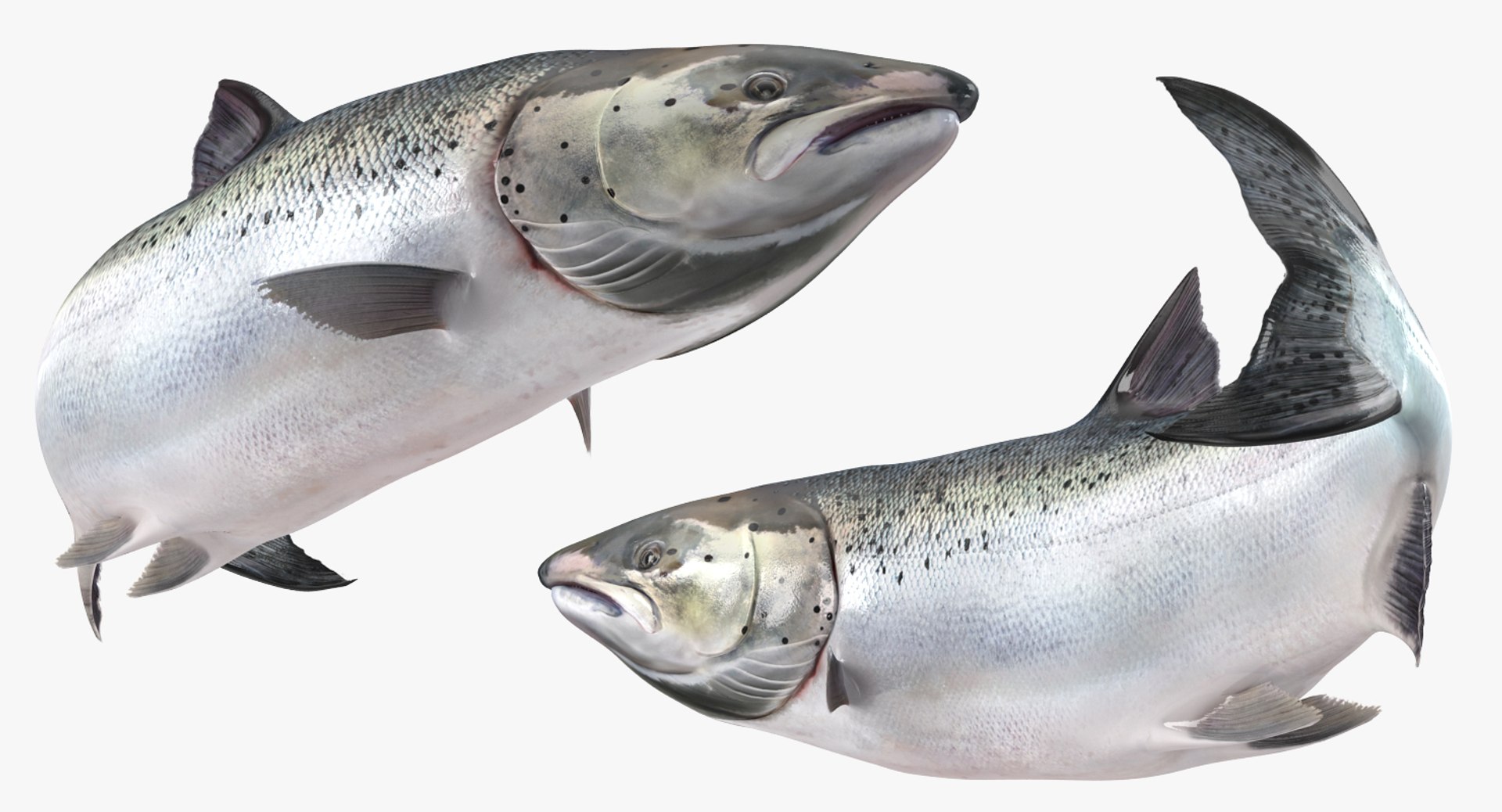 3d Atlantic Salmon Fish Swimming Model