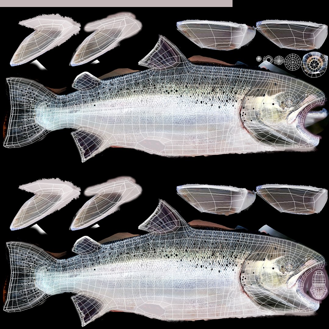3d Atlantic Salmon Fish Swimming Model