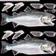 3d Atlantic Salmon Fish Swimming Model