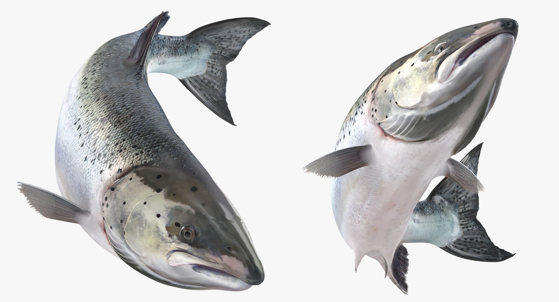 3d Atlantic Salmon Fish Swimming Model
