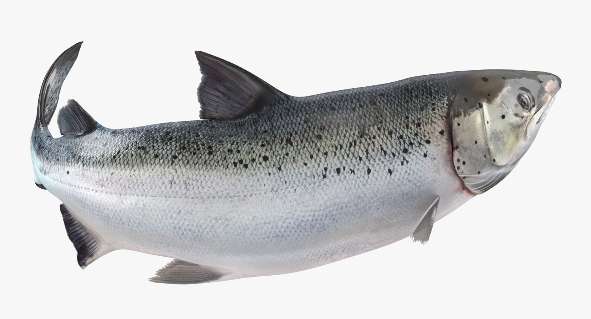 3d Atlantic Salmon Fish Swimming Model