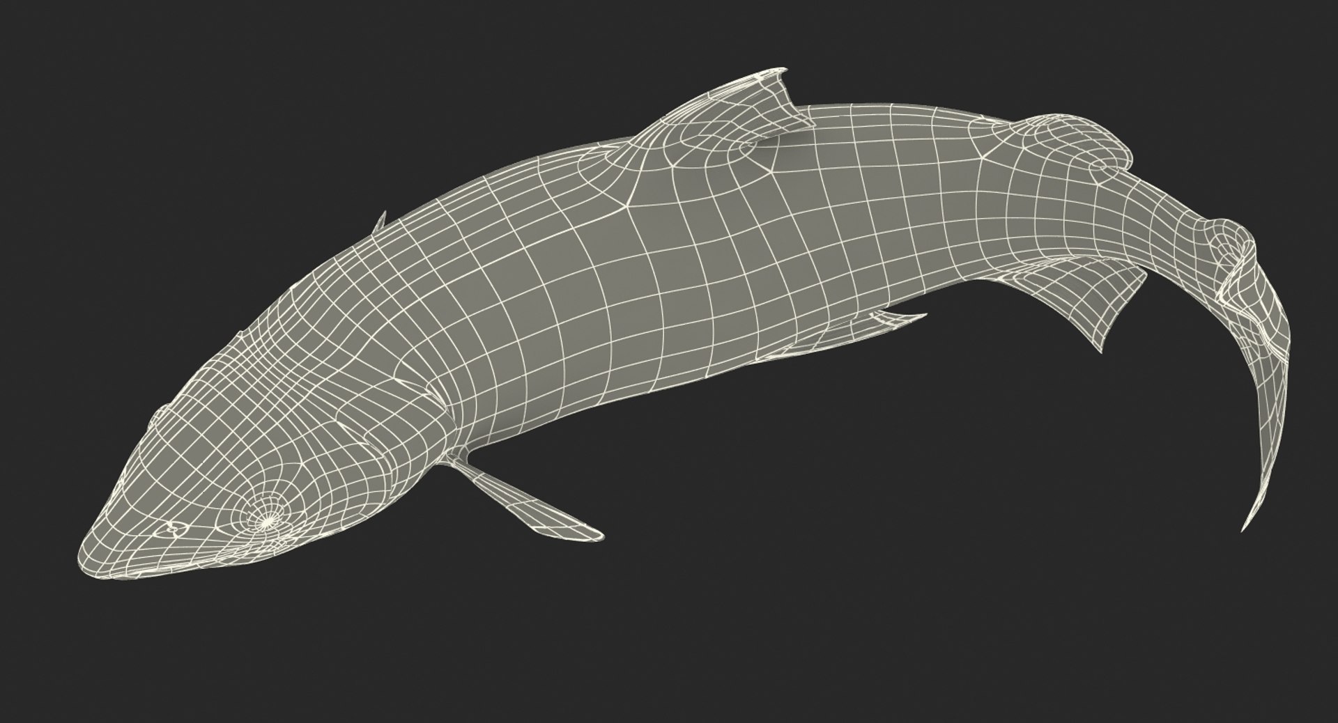 3d atlantic salmon fish swimming model