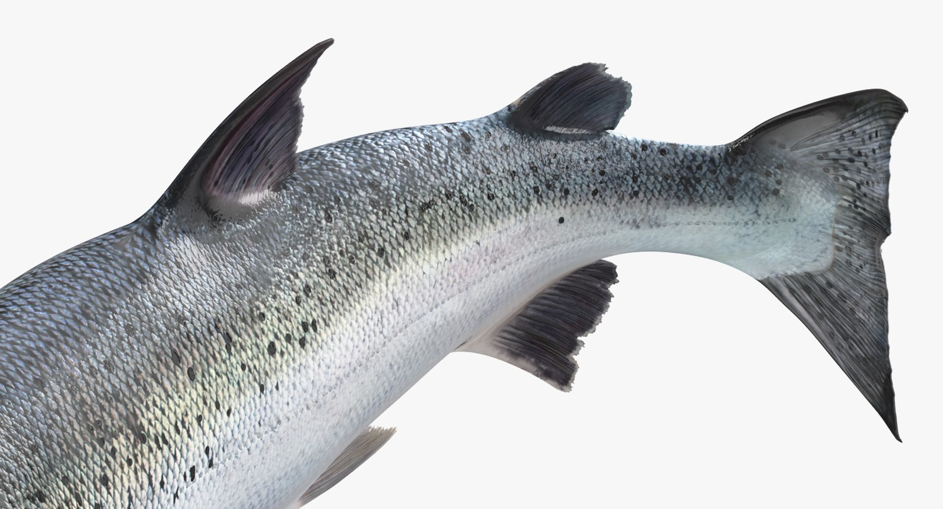 3d Atlantic Salmon Fish Swimming Model