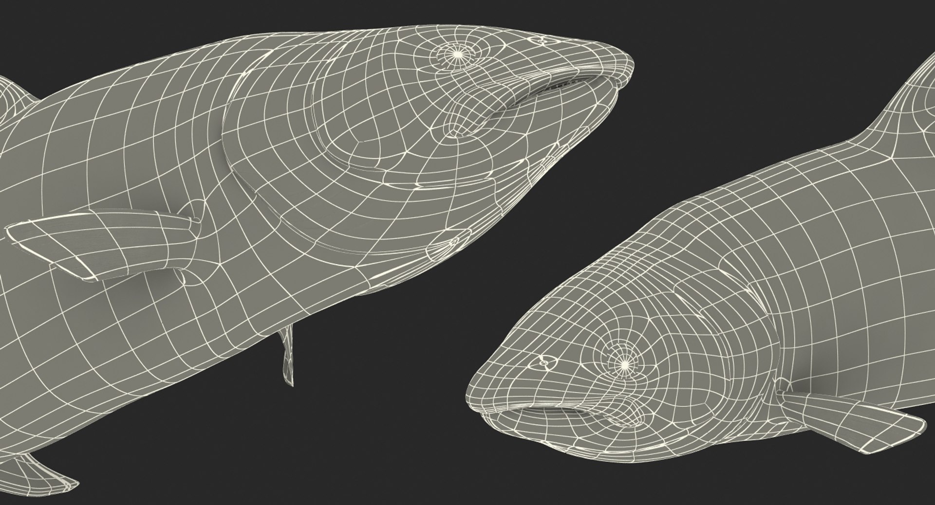 3d atlantic salmon fish swimming model