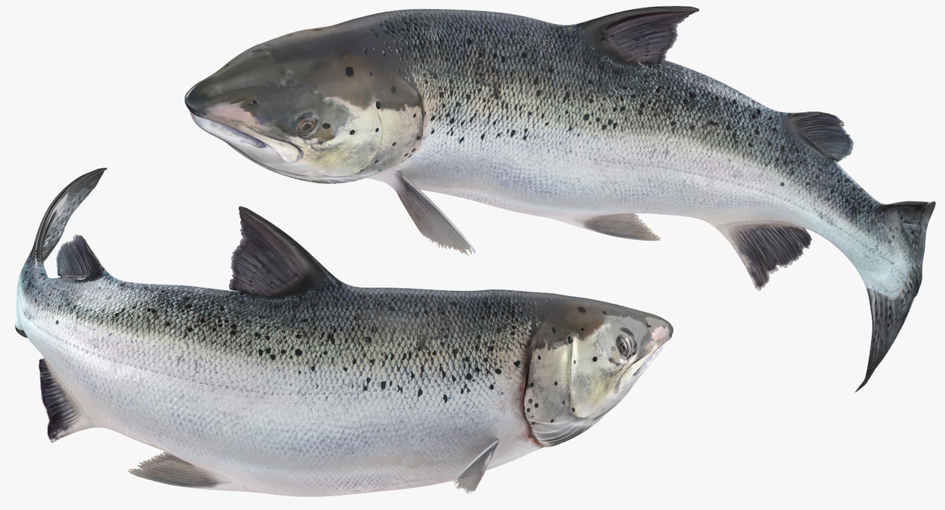 3d Atlantic Salmon Fish Swimming Model
