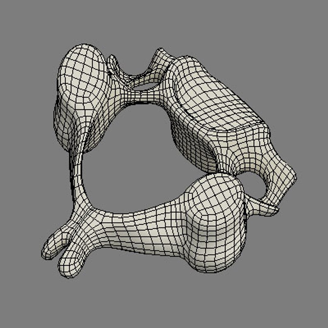 Cervical Vertebra 3d 3ds