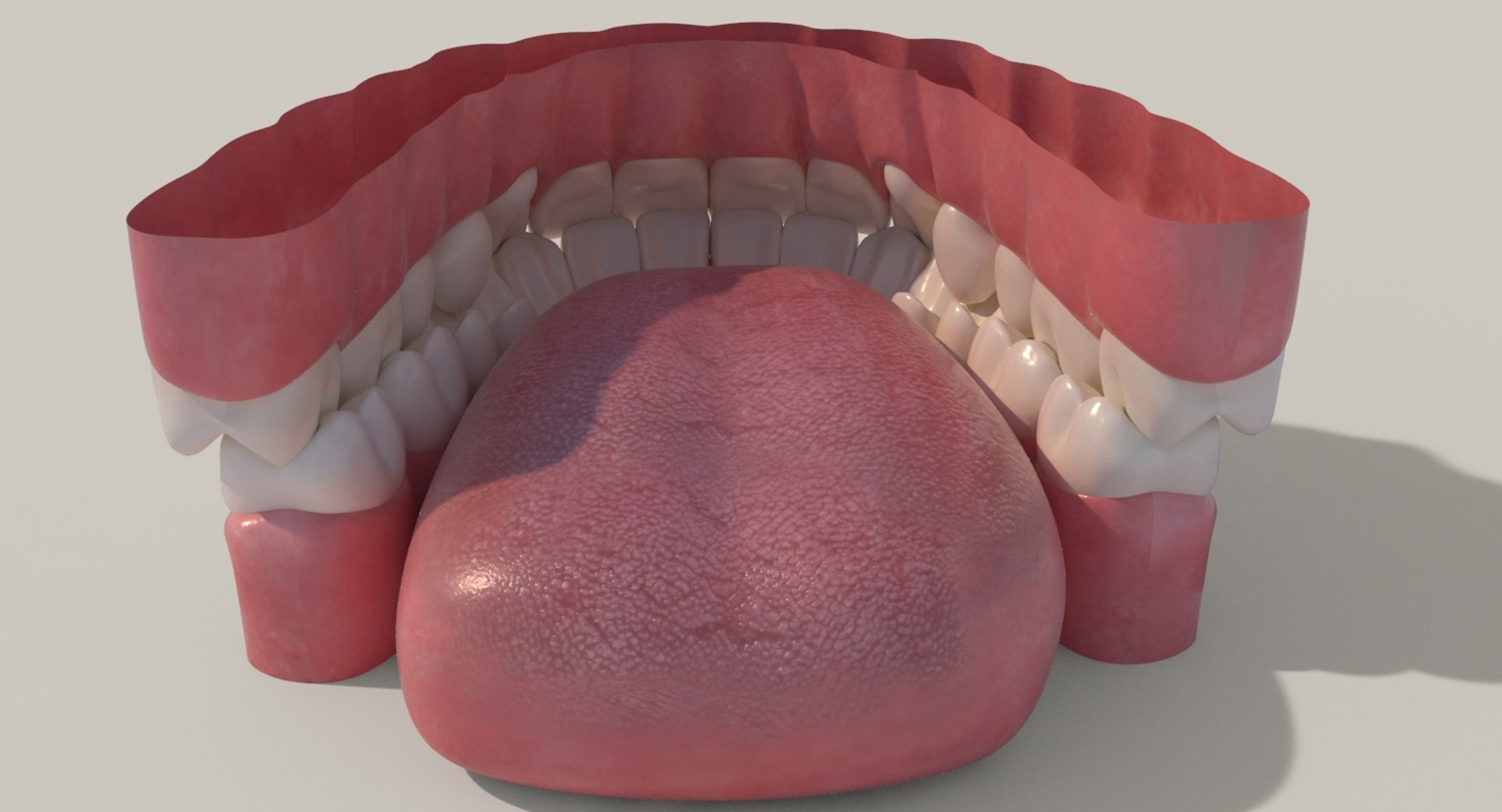 Realistic Human Teeth Obj