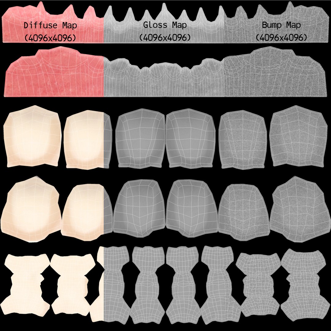 Realistic Human Teeth Obj