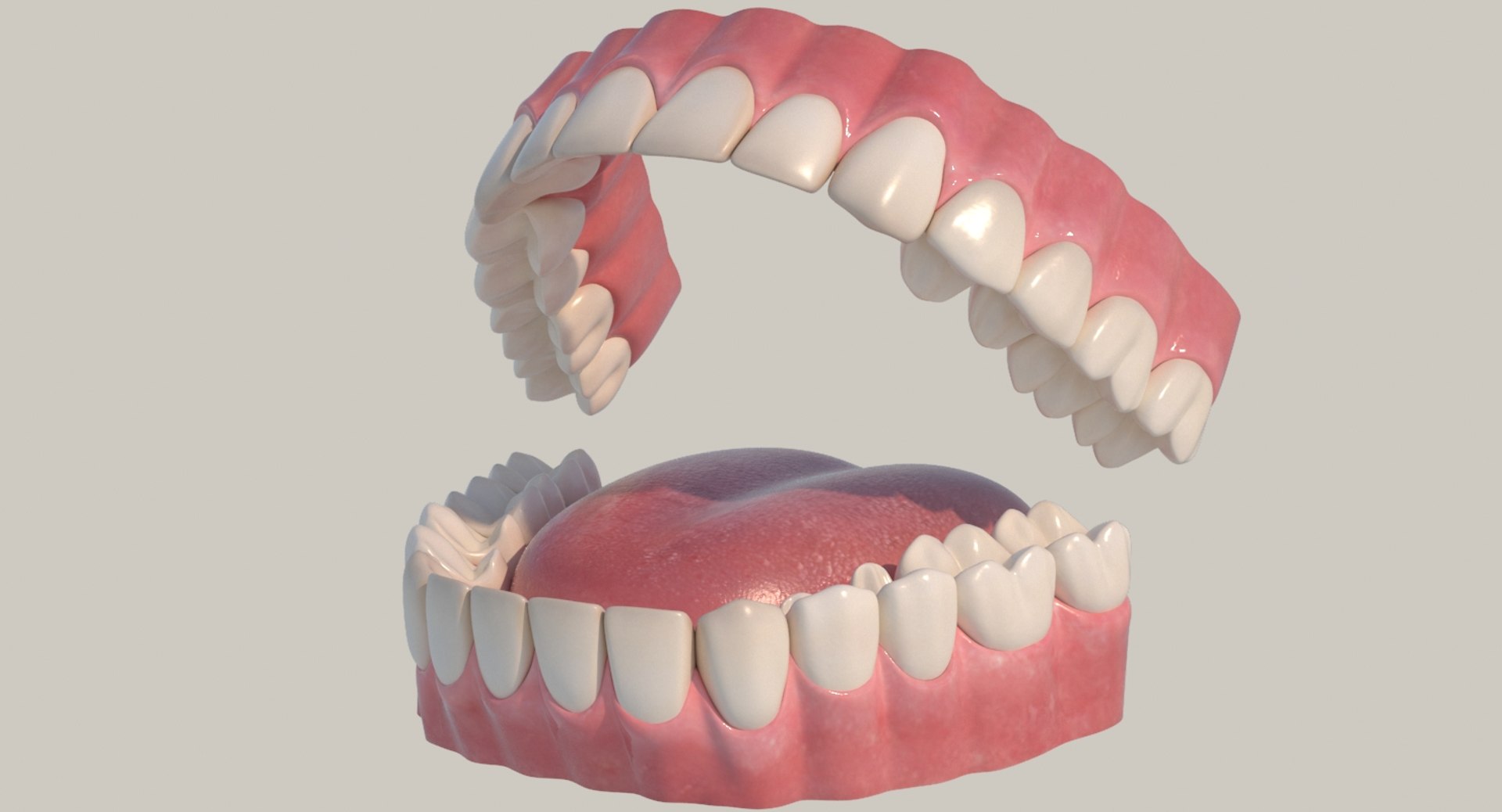 Realistic Human Teeth Obj