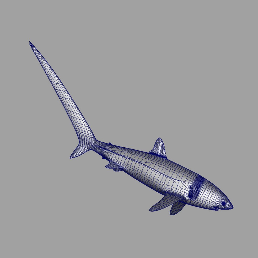 Thresher Shark 3D Model - TurboSquid 1228451