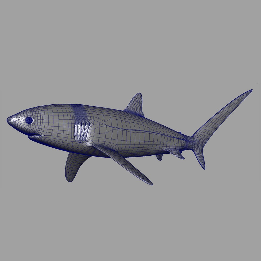 Thresher Shark 3D Model - TurboSquid 1228451