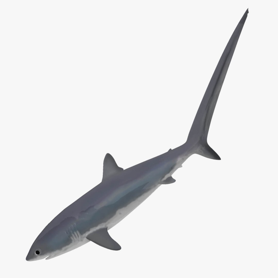 Thresher Shark 3D Model - TurboSquid 1228451