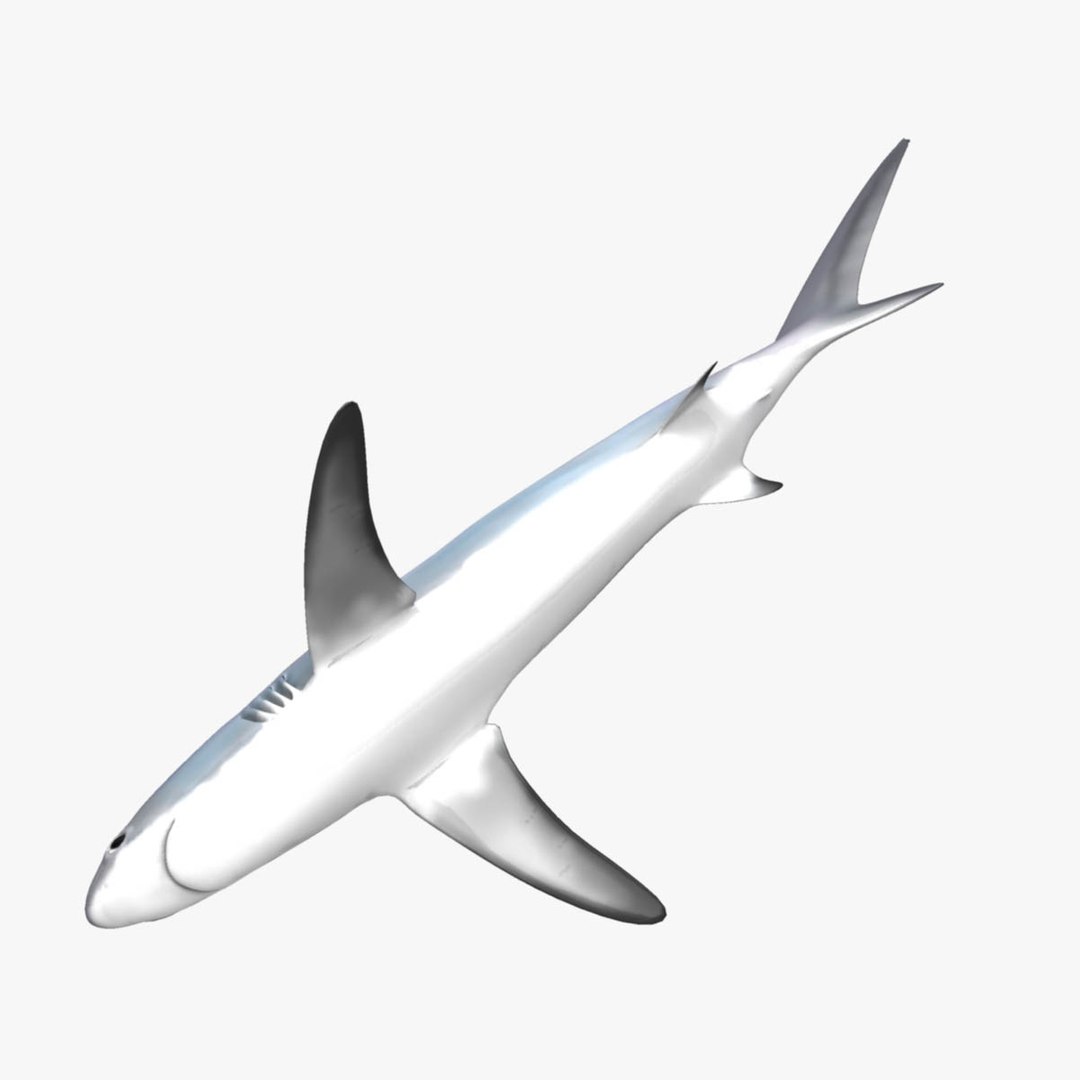 Thresher Shark 3D Model - TurboSquid 1228451