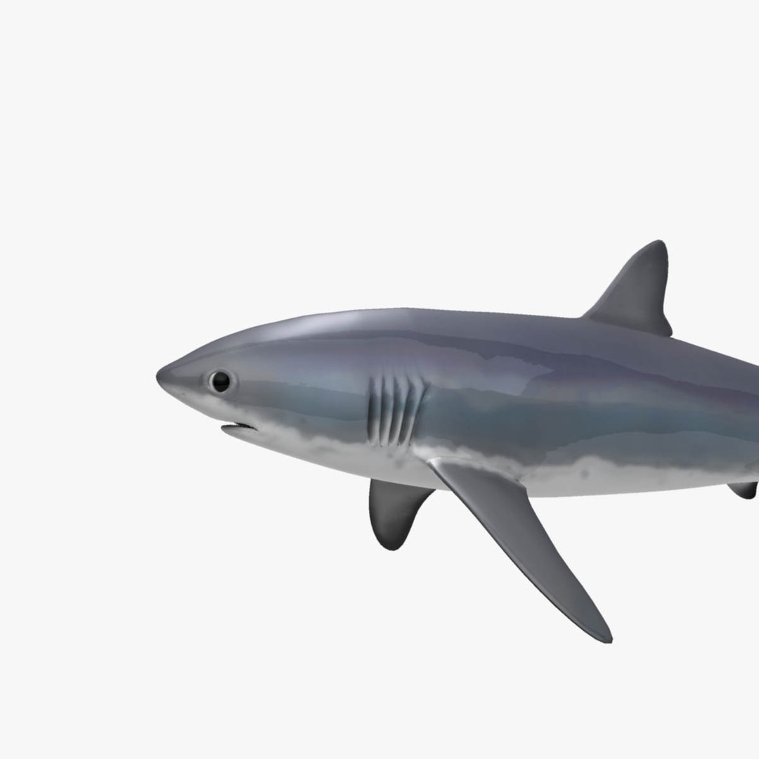 Thresher Shark 3D Model - TurboSquid 1228451