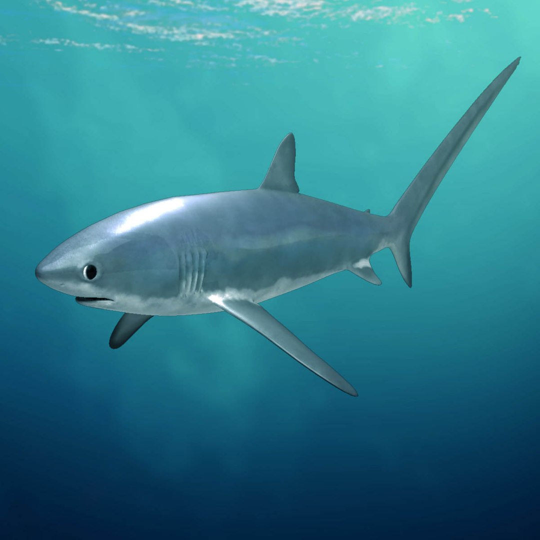 Thresher Shark 3D Model - TurboSquid 1228451