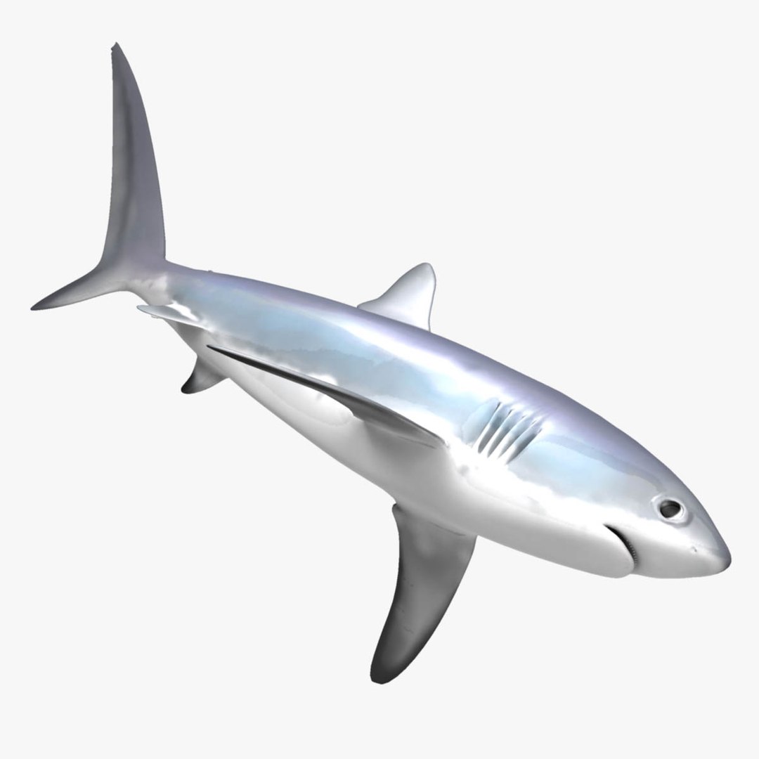 Thresher Shark 3D Model - TurboSquid 1228451