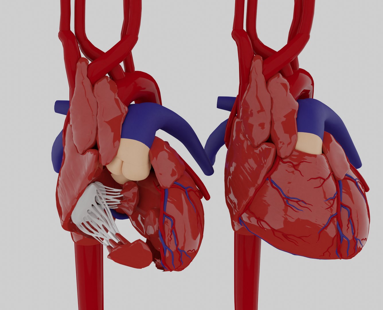 3D Heart - TurboSquid 1723980