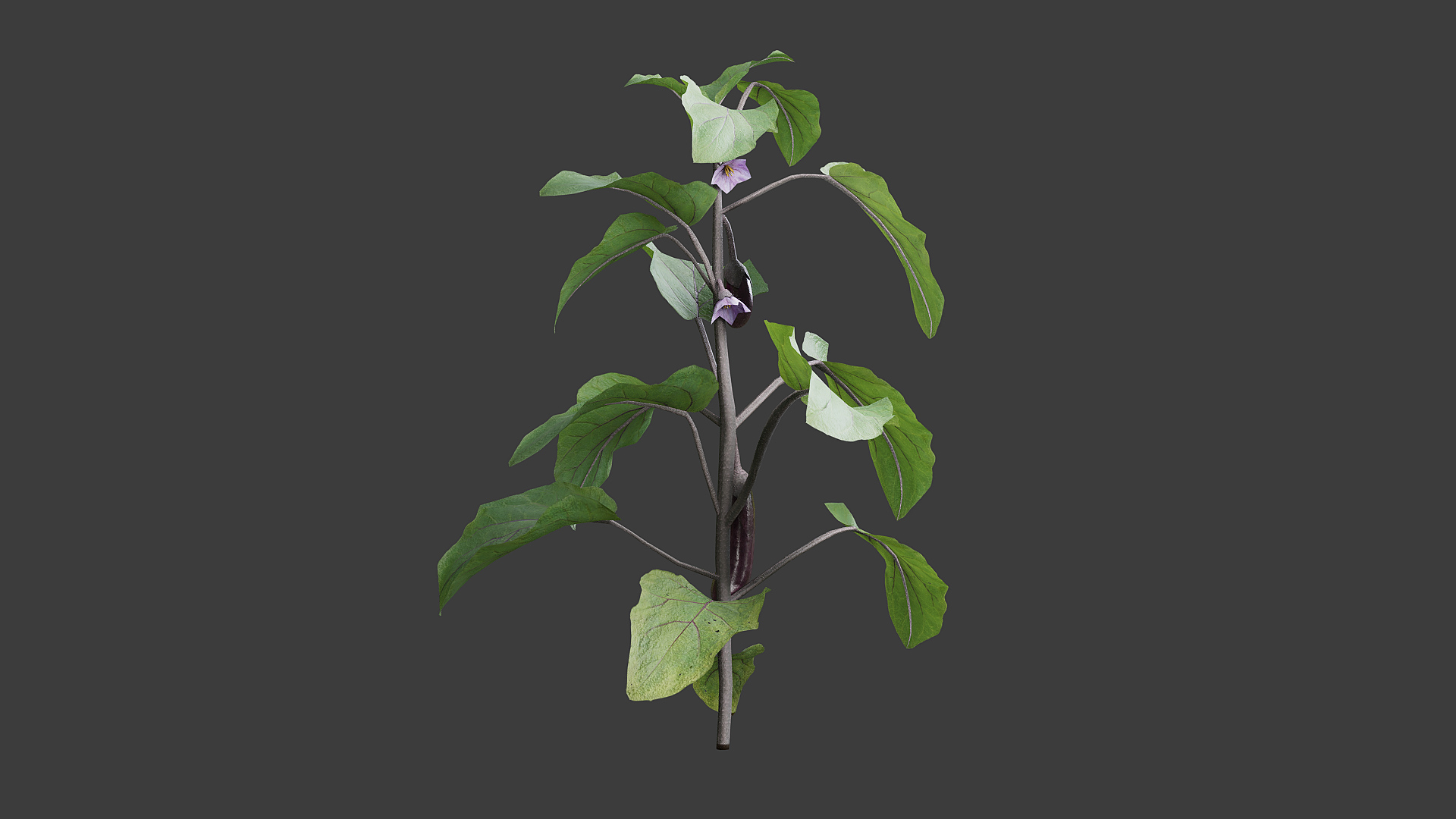 3D Model Vegetables Plant - TurboSquid 1621352