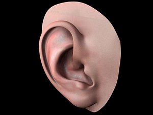 Low Poly Ear 3D Models for Download | TurboSquid