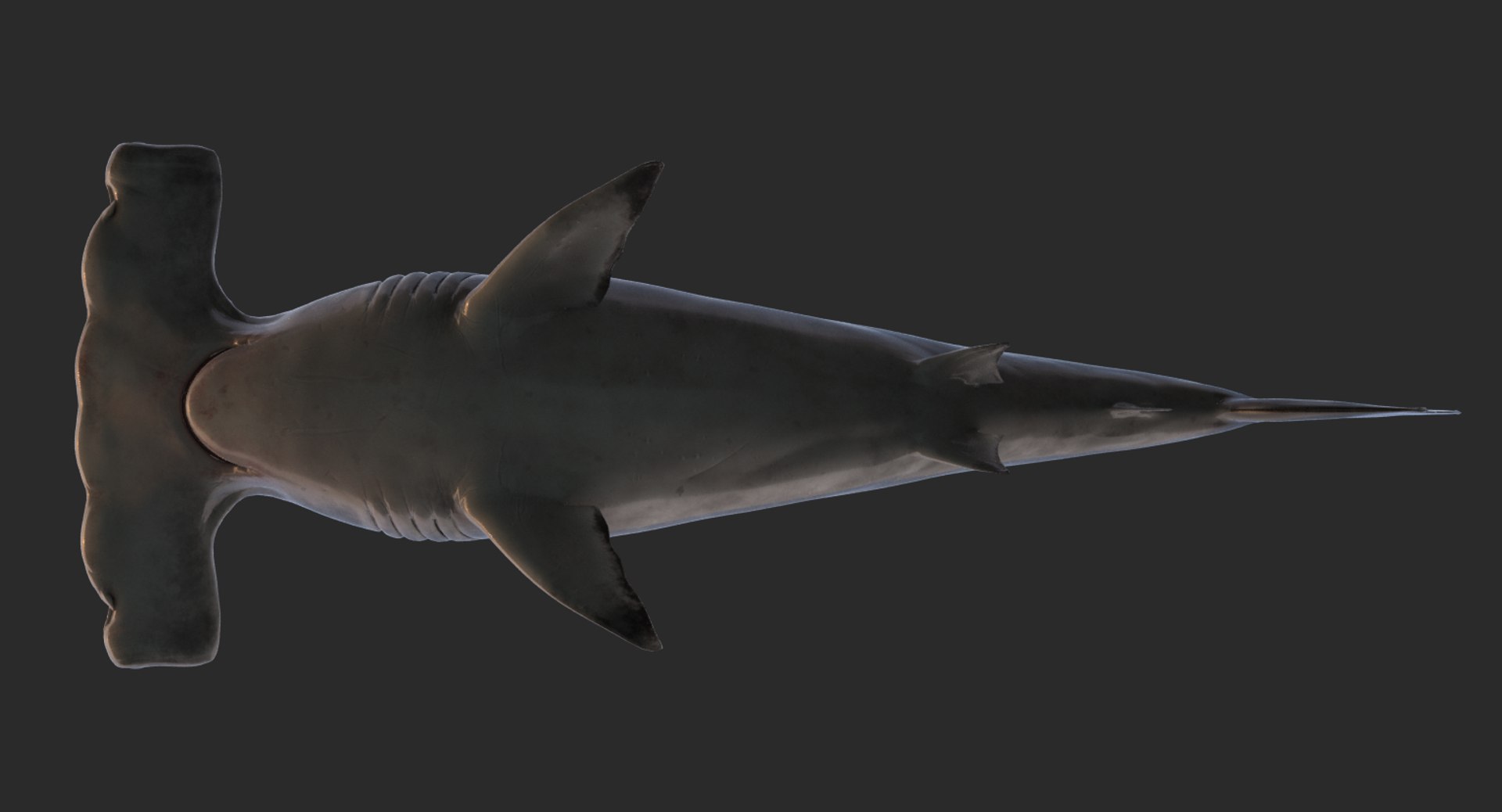 Realistic Hammerhead Shark 3d Model
