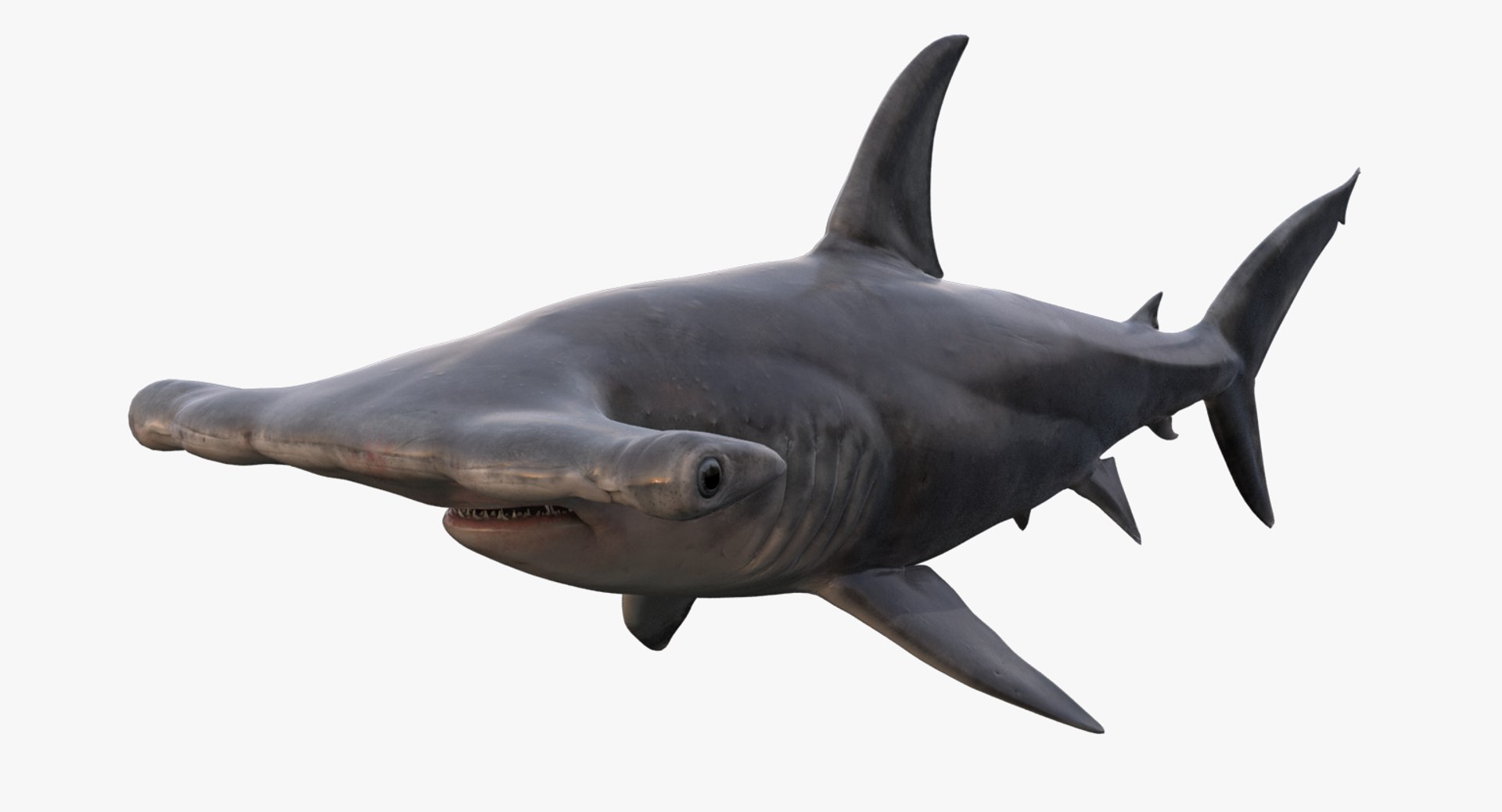 Realistic Hammerhead Shark 3d Model