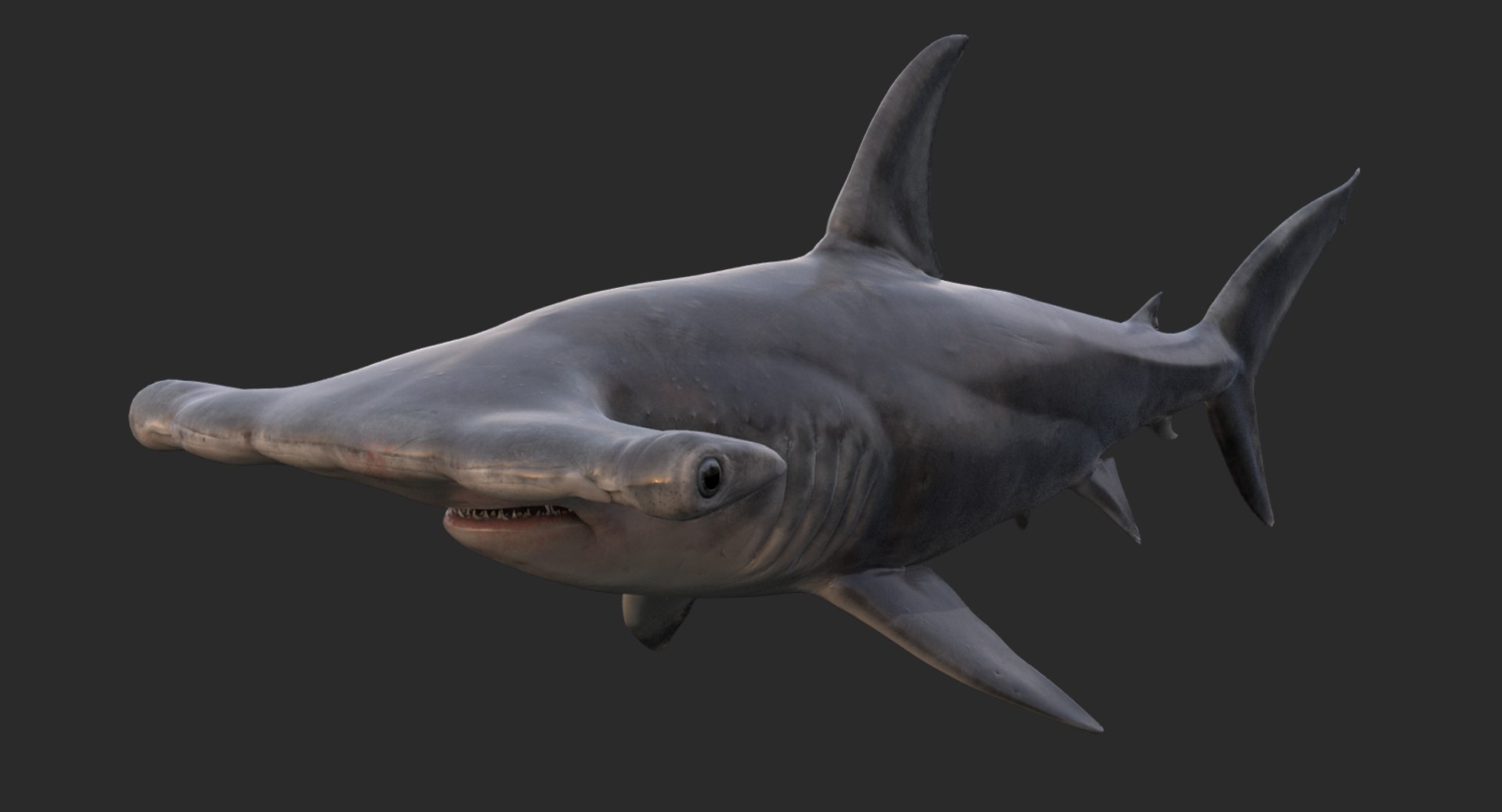 Realistic Hammerhead Shark 3d Model