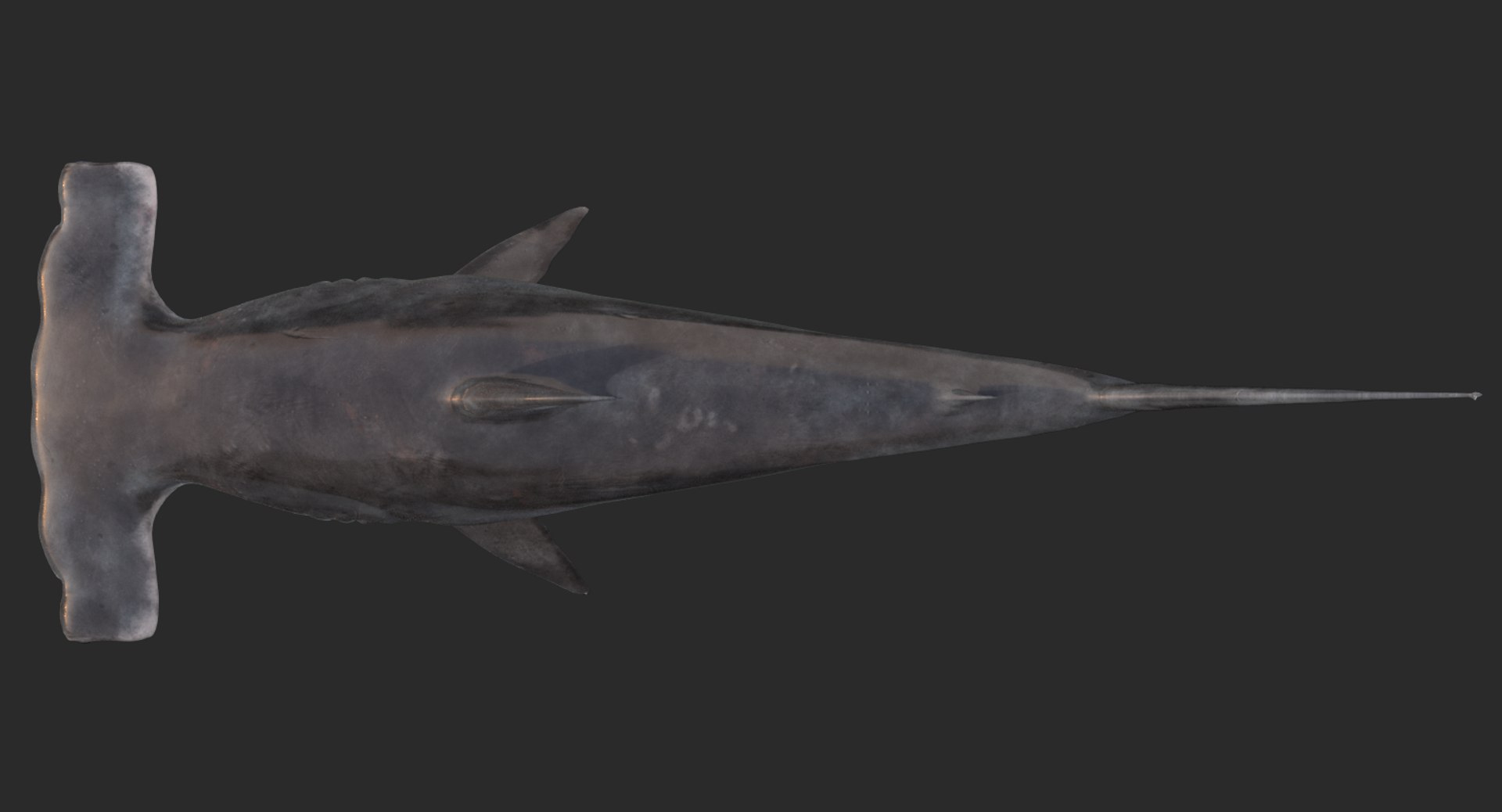 Realistic Hammerhead Shark 3d Model