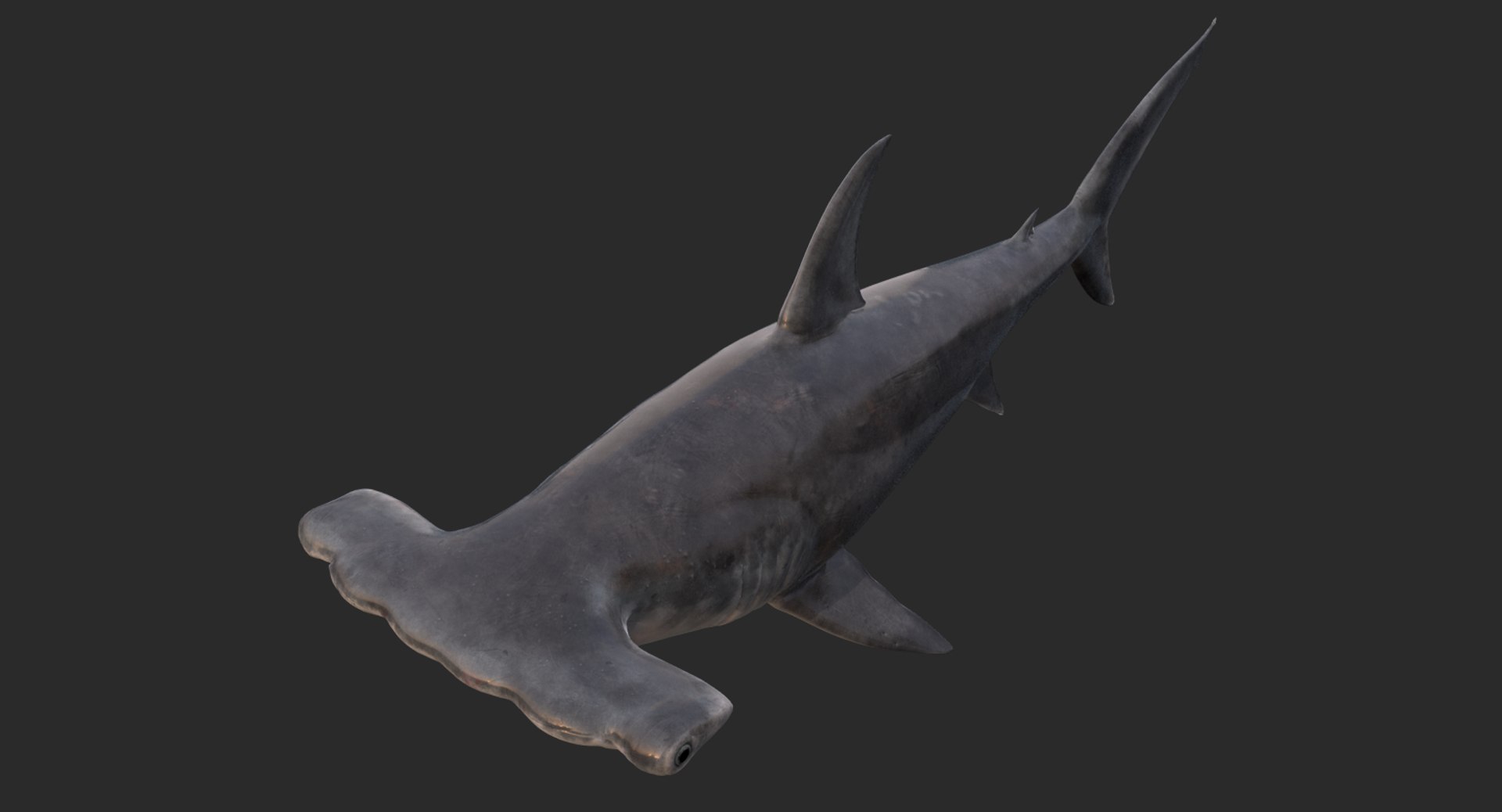 Realistic Hammerhead Shark 3d Model