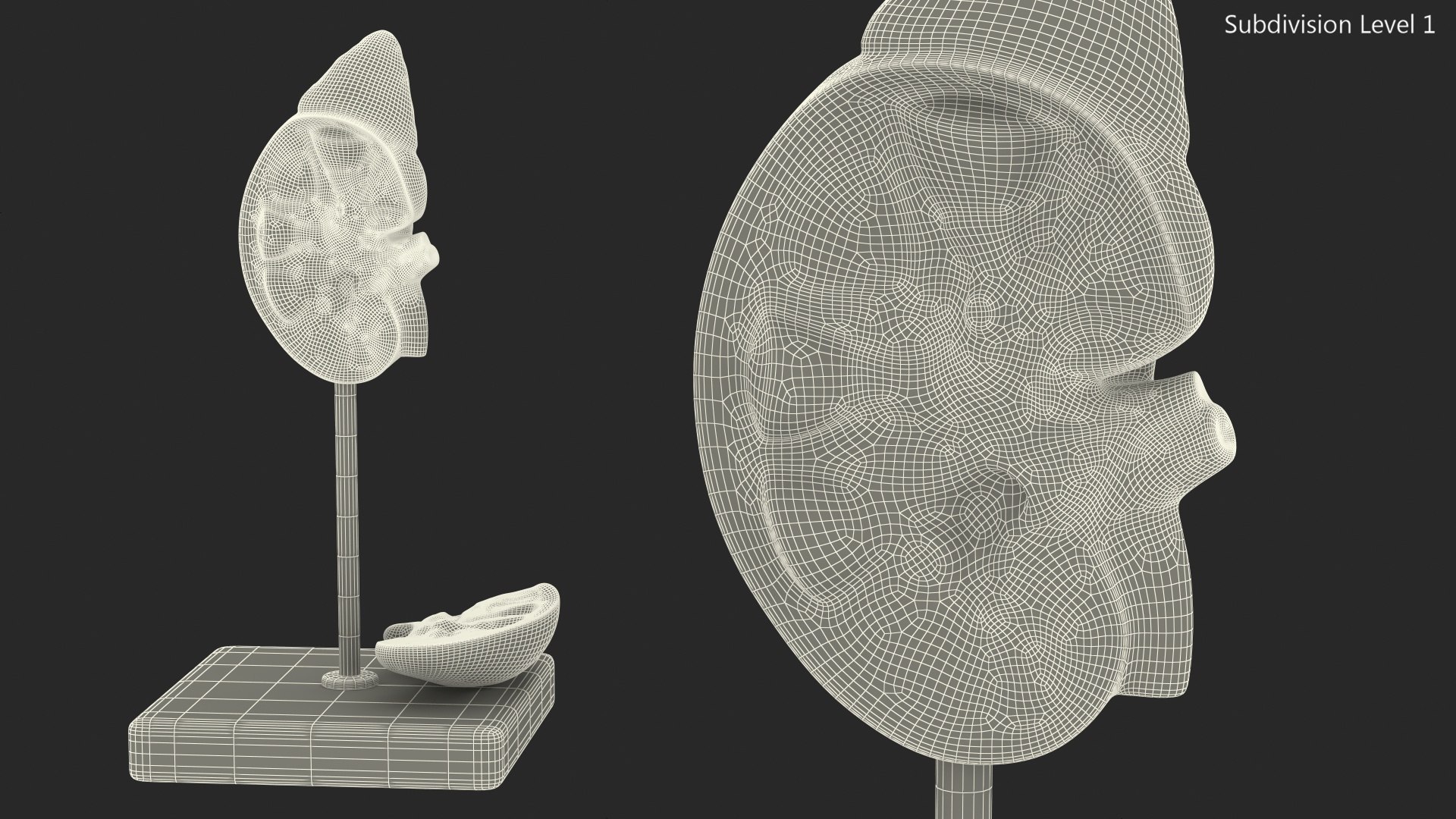 3D Kidney Anatomical Model model - TurboSquid 1981816