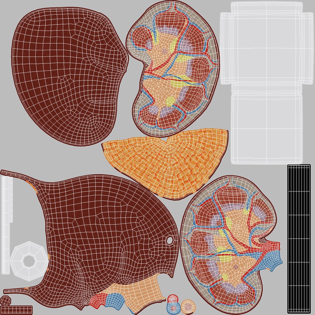 3D Kidney Anatomical Model model - TurboSquid 1981816