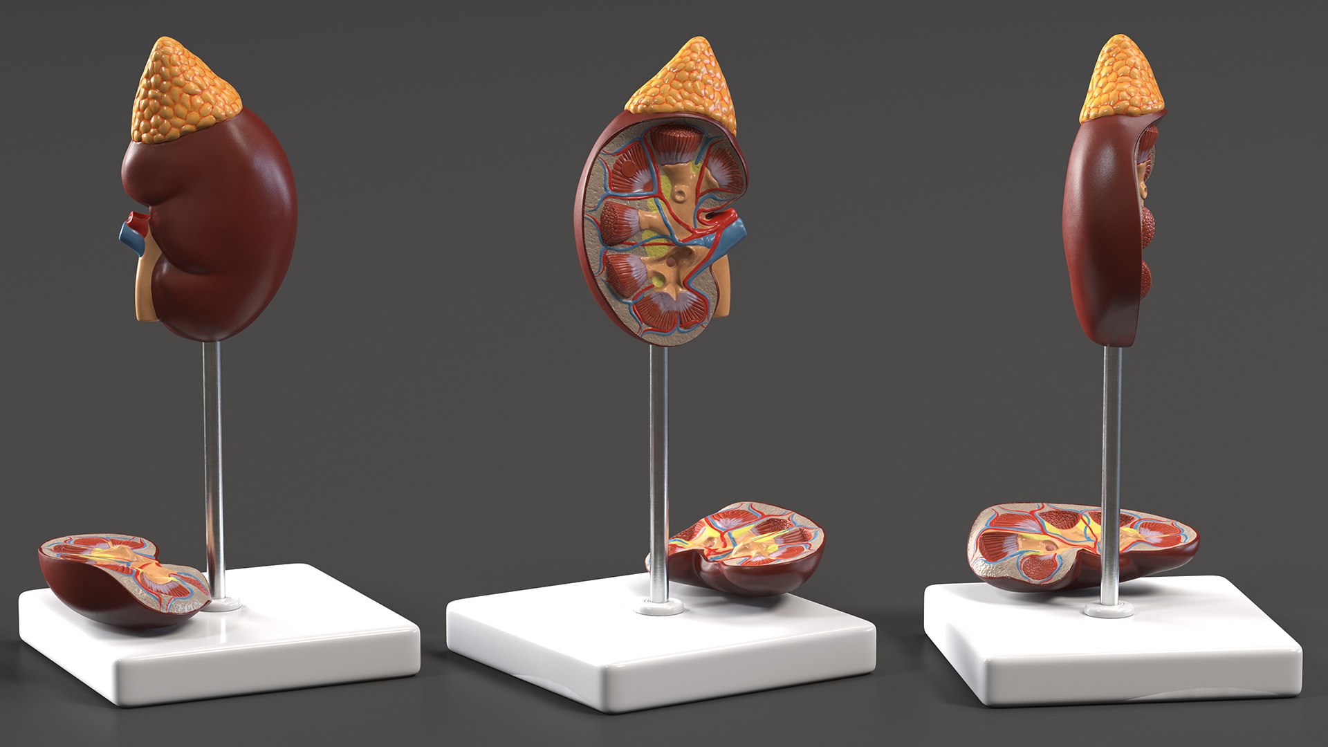 3D Kidney Anatomical Model model - TurboSquid 1981816