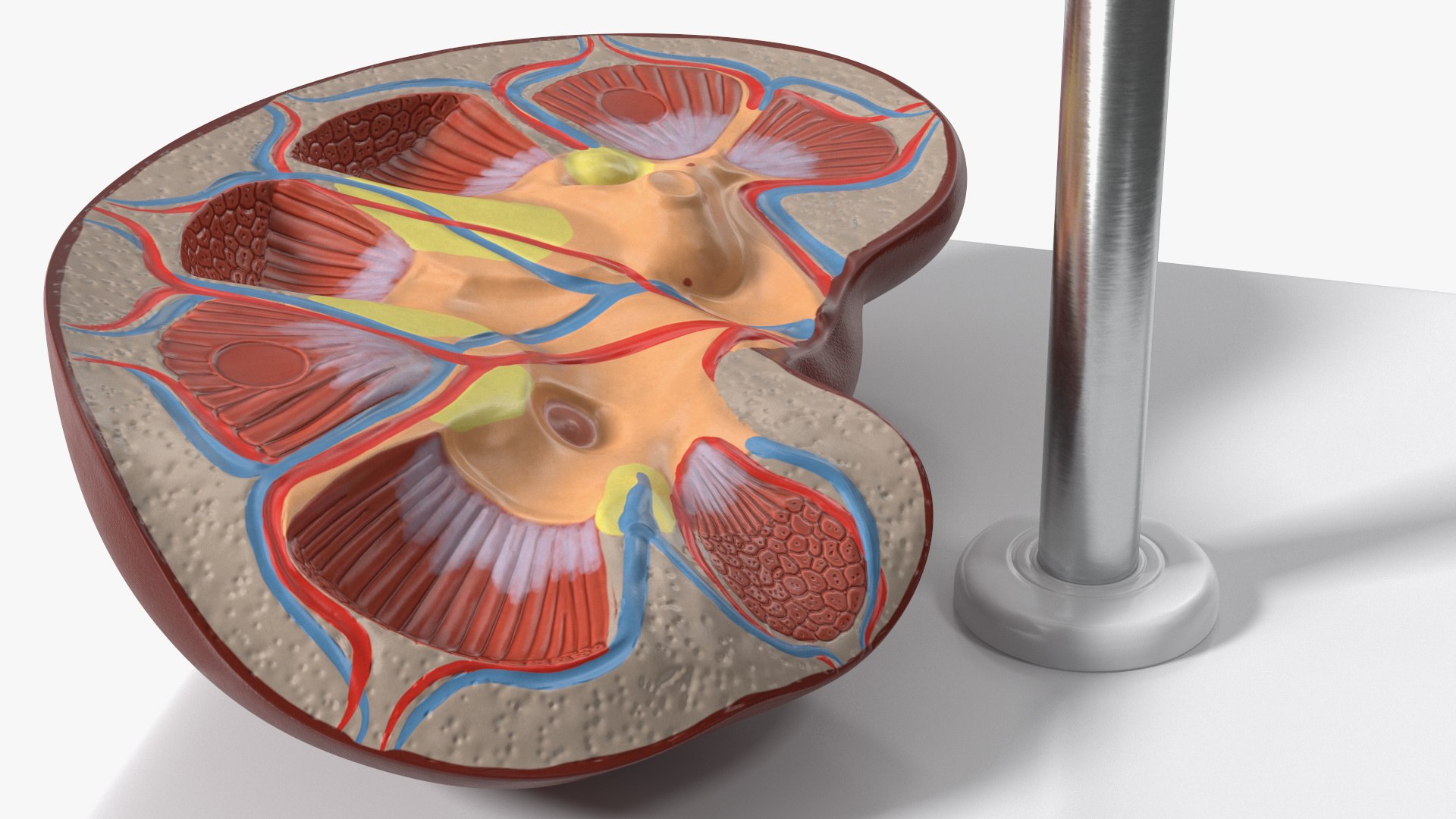 3D Kidney Anatomical Model model - TurboSquid 1981816