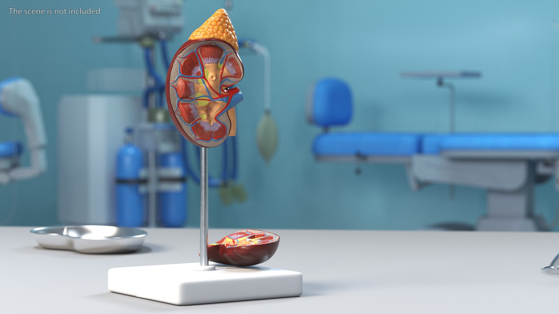 3D Kidney Anatomical Model Model - TurboSquid 1981816
