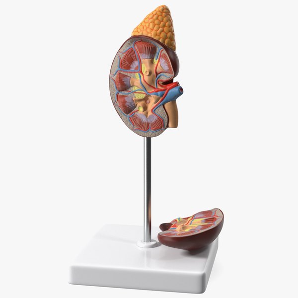 Kidney 3D Models for Download | TurboSquid
