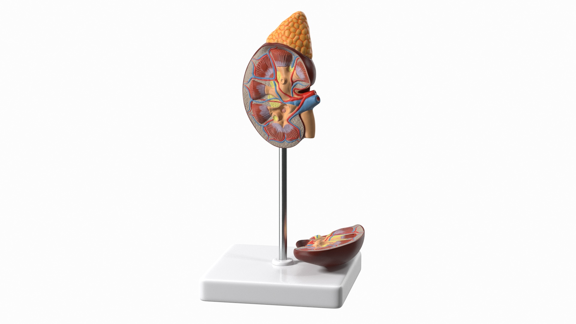 3D Kidney Anatomical Model Model - TurboSquid 1981816