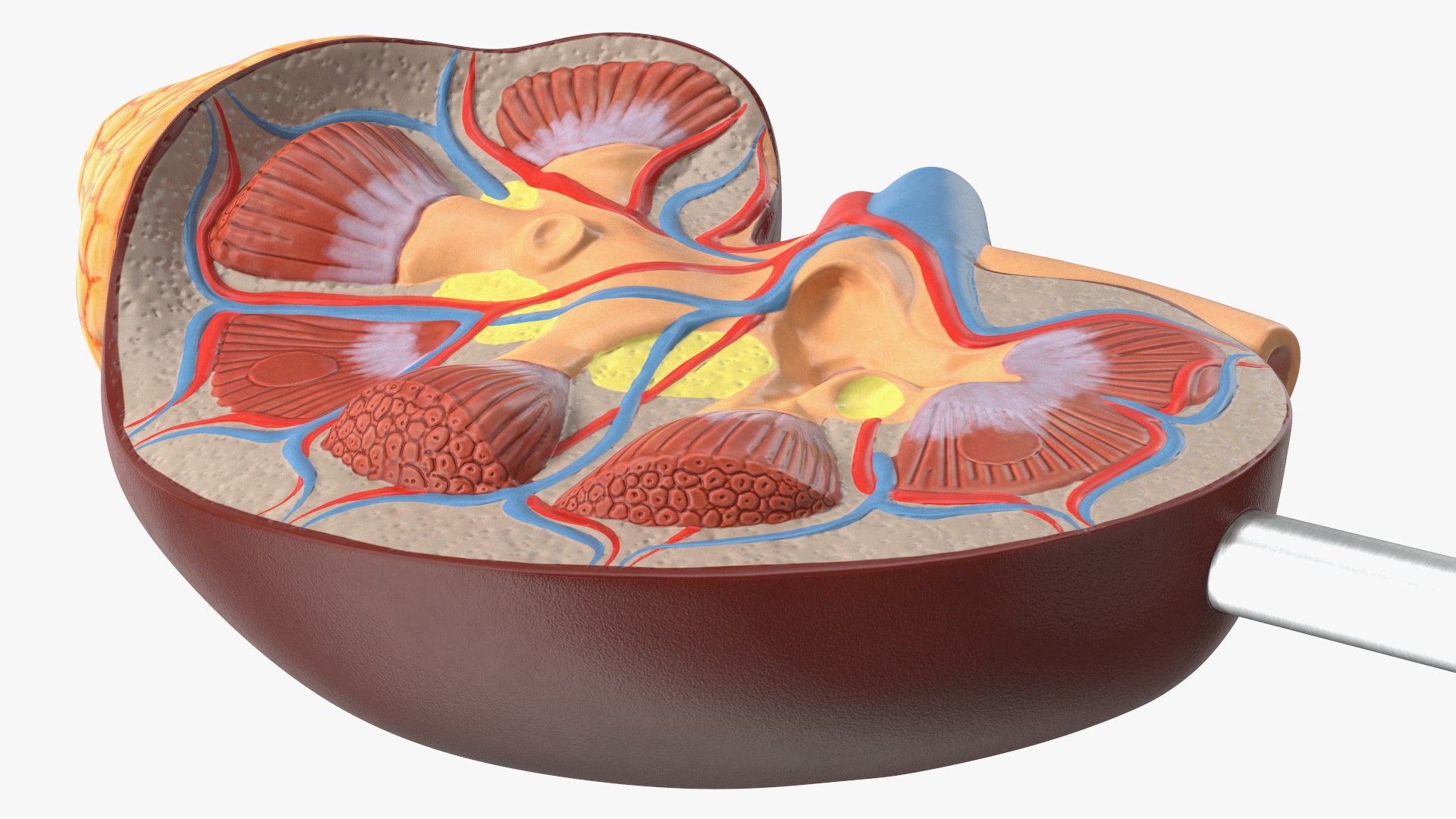 3D Kidney Anatomical Model model - TurboSquid 1981816