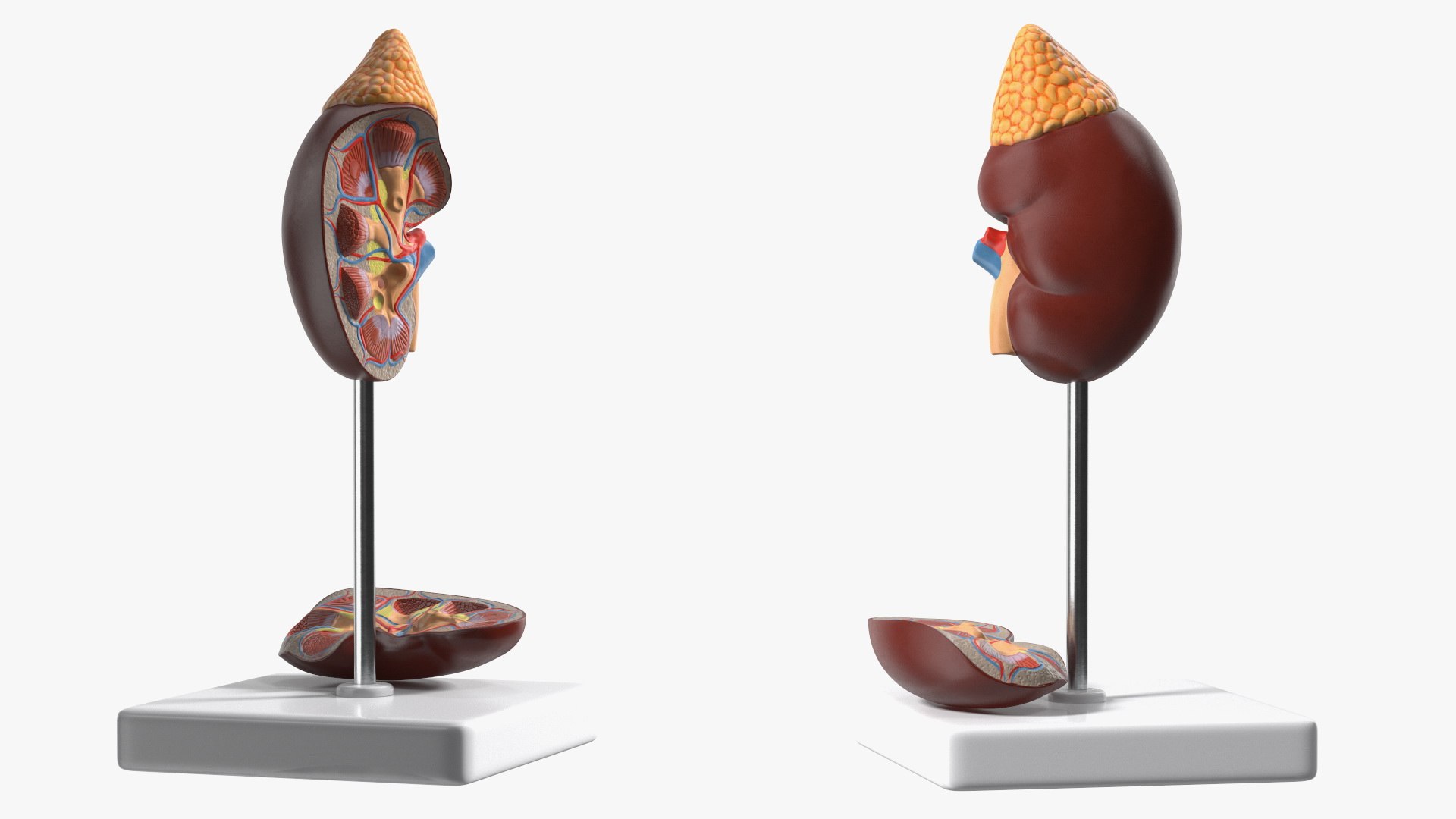 3D Kidney Anatomical Model model - TurboSquid 1981816