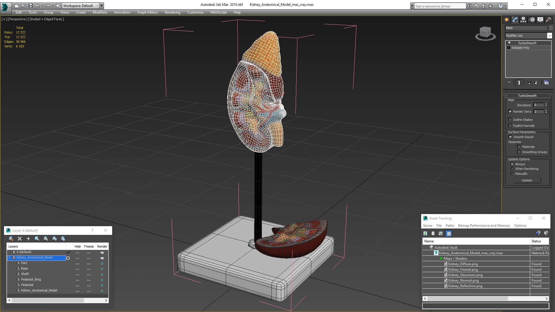 3D Kidney Anatomical Model model - TurboSquid 1981816