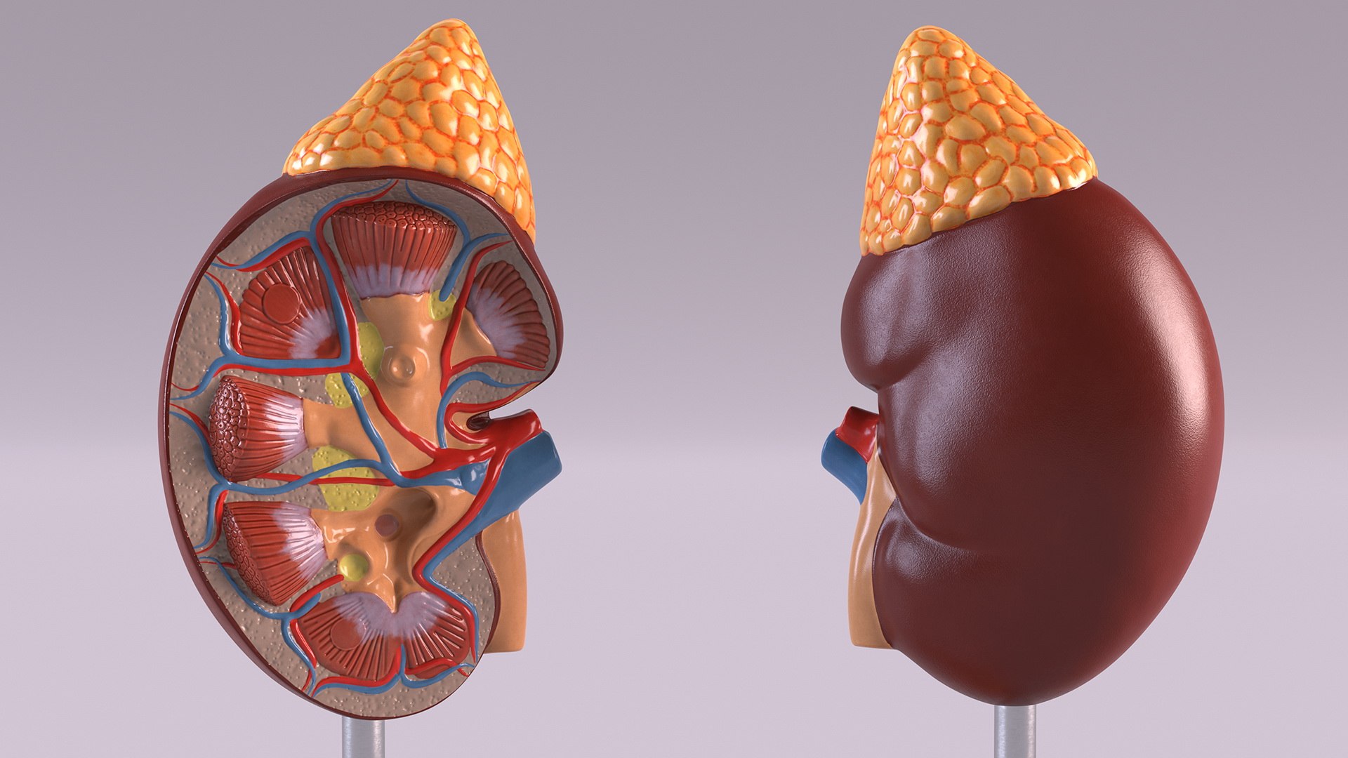 3D Kidney Anatomical Model model - TurboSquid 1981816