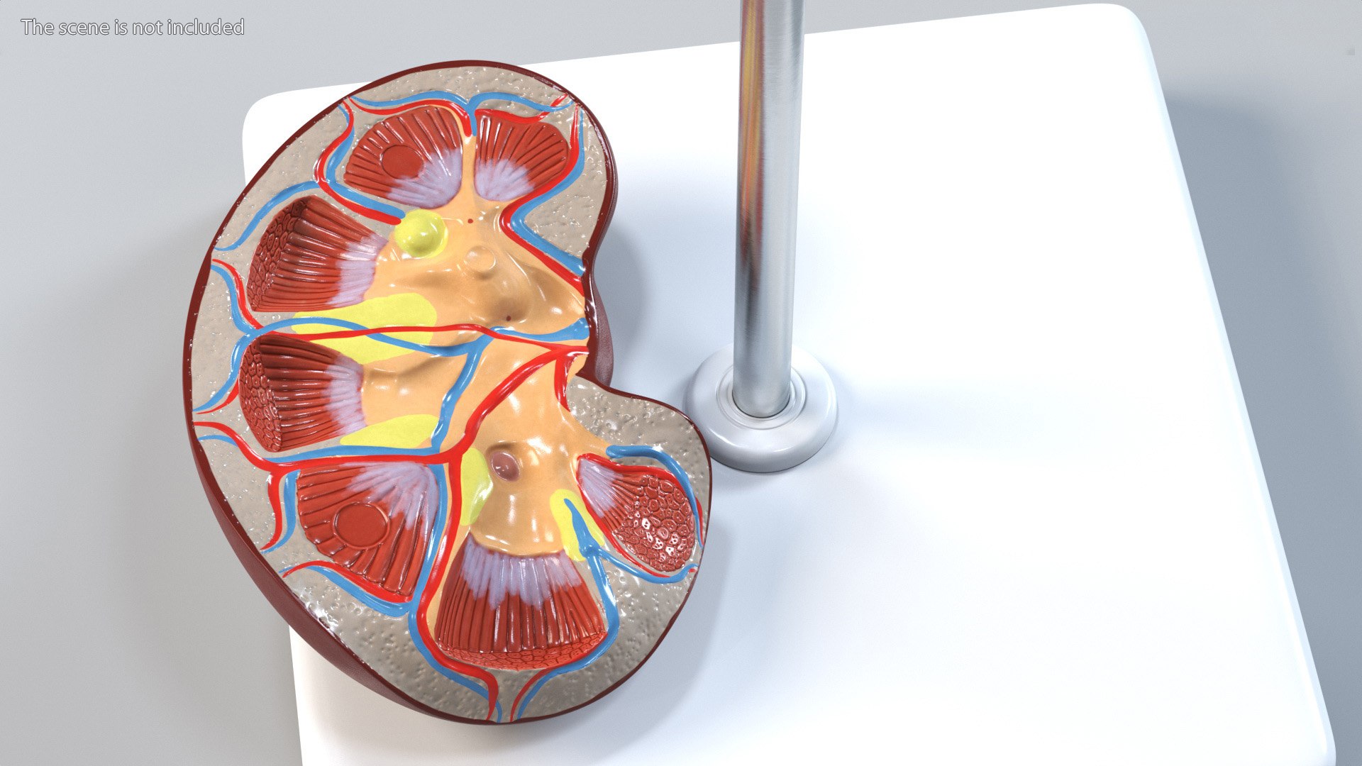 3D Kidney Anatomical Model Model - TurboSquid 1981816