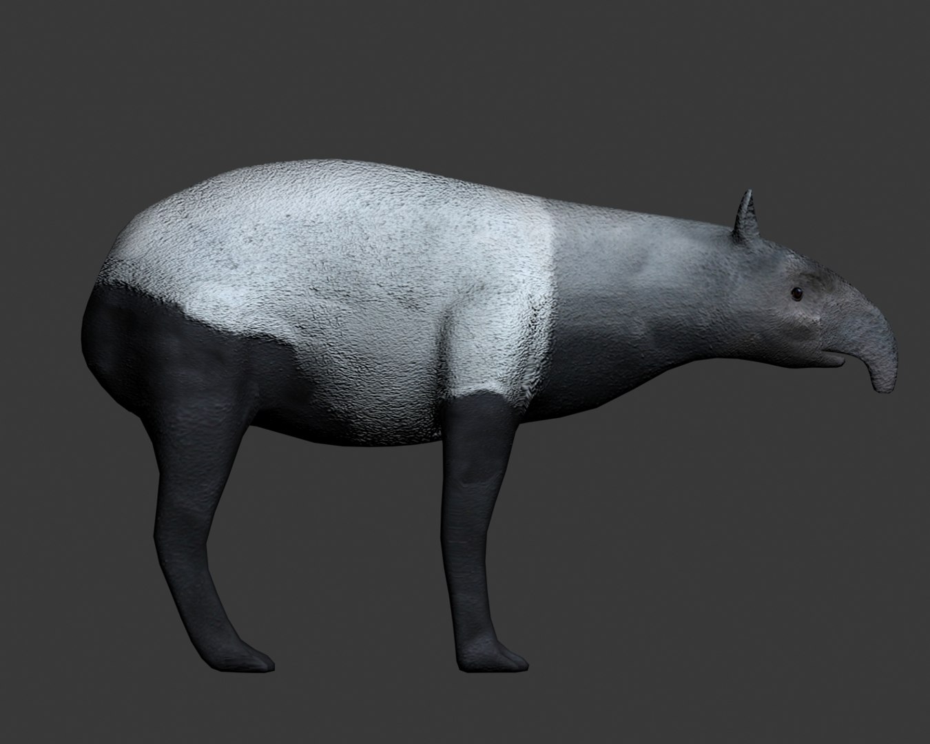 3d Malayan Tapir Model