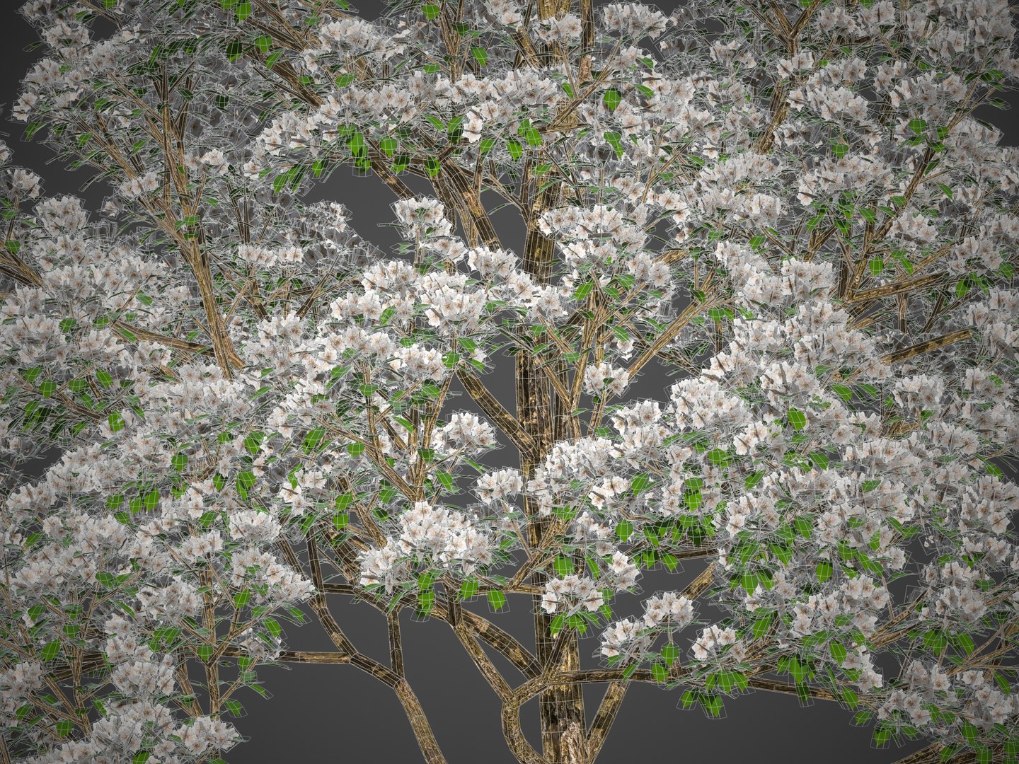 3D 2021 PBR Sour Cherry Collection - Prunus Cerasus Model - TurboSquid ...