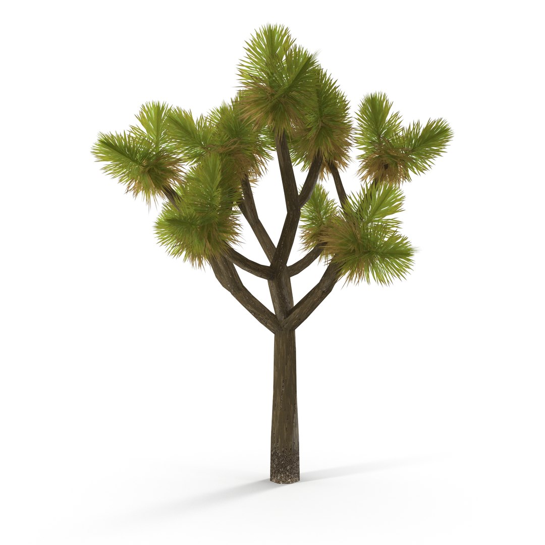 3D Joshua Tree Low Poly Model - TurboSquid 2286847